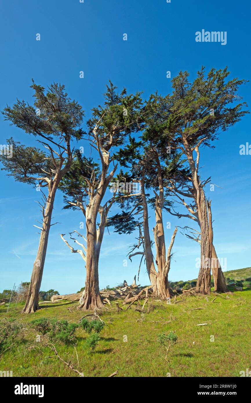 Monterey cypress on a Wind Swept Hill in Point Reyes National Seashore in California Stock Photo ...