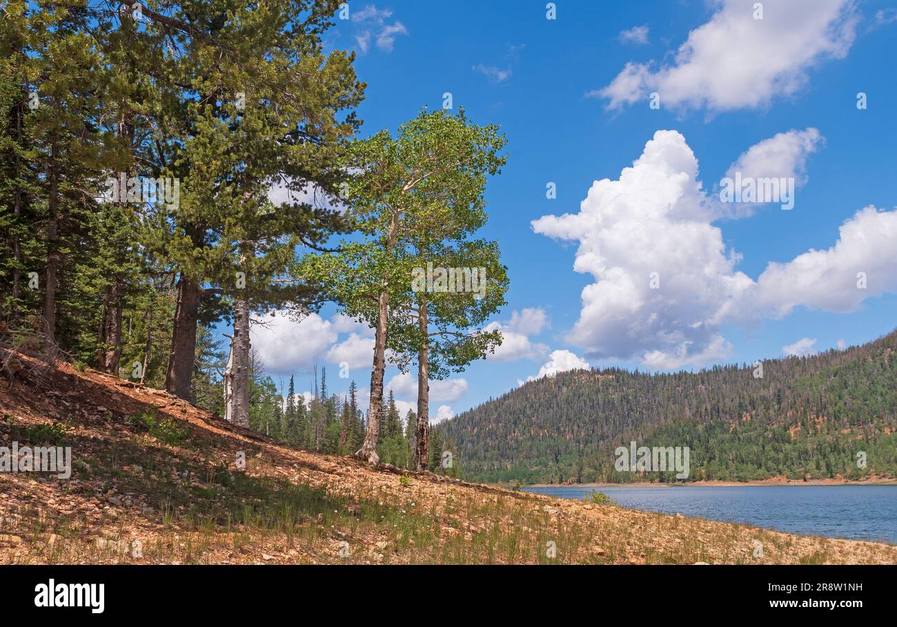 Pines and Aspen Along a Mountain Lake in Dixie National Forest in Utah ...