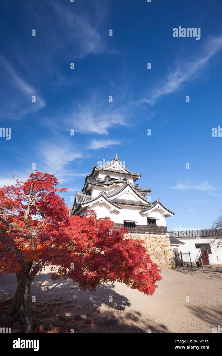 Fall foliage and the Hikone Castle Stock Photo - Alamy