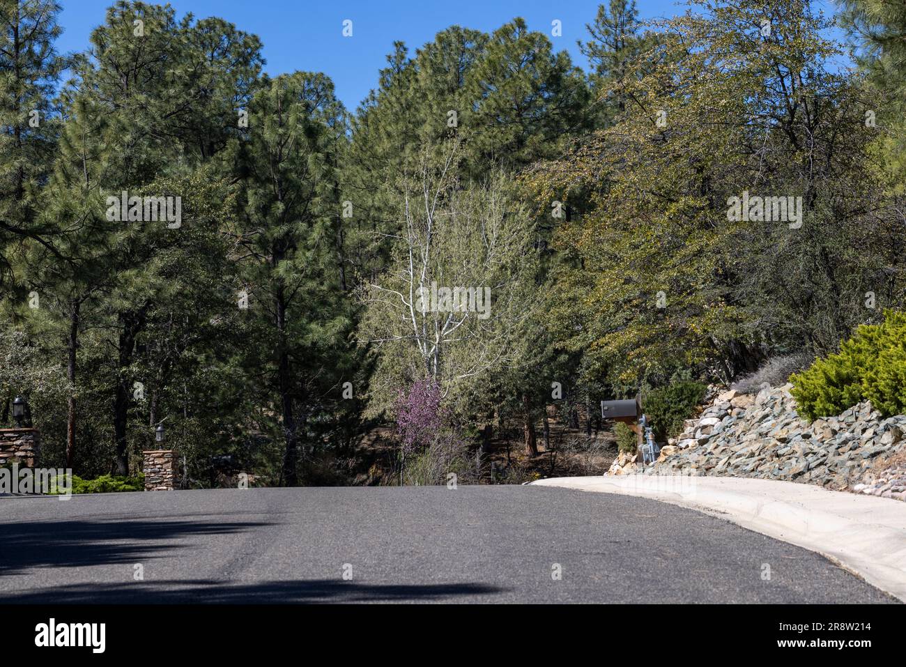 Springtime in Prescott, Arizona with forest in full bloom in a local ...