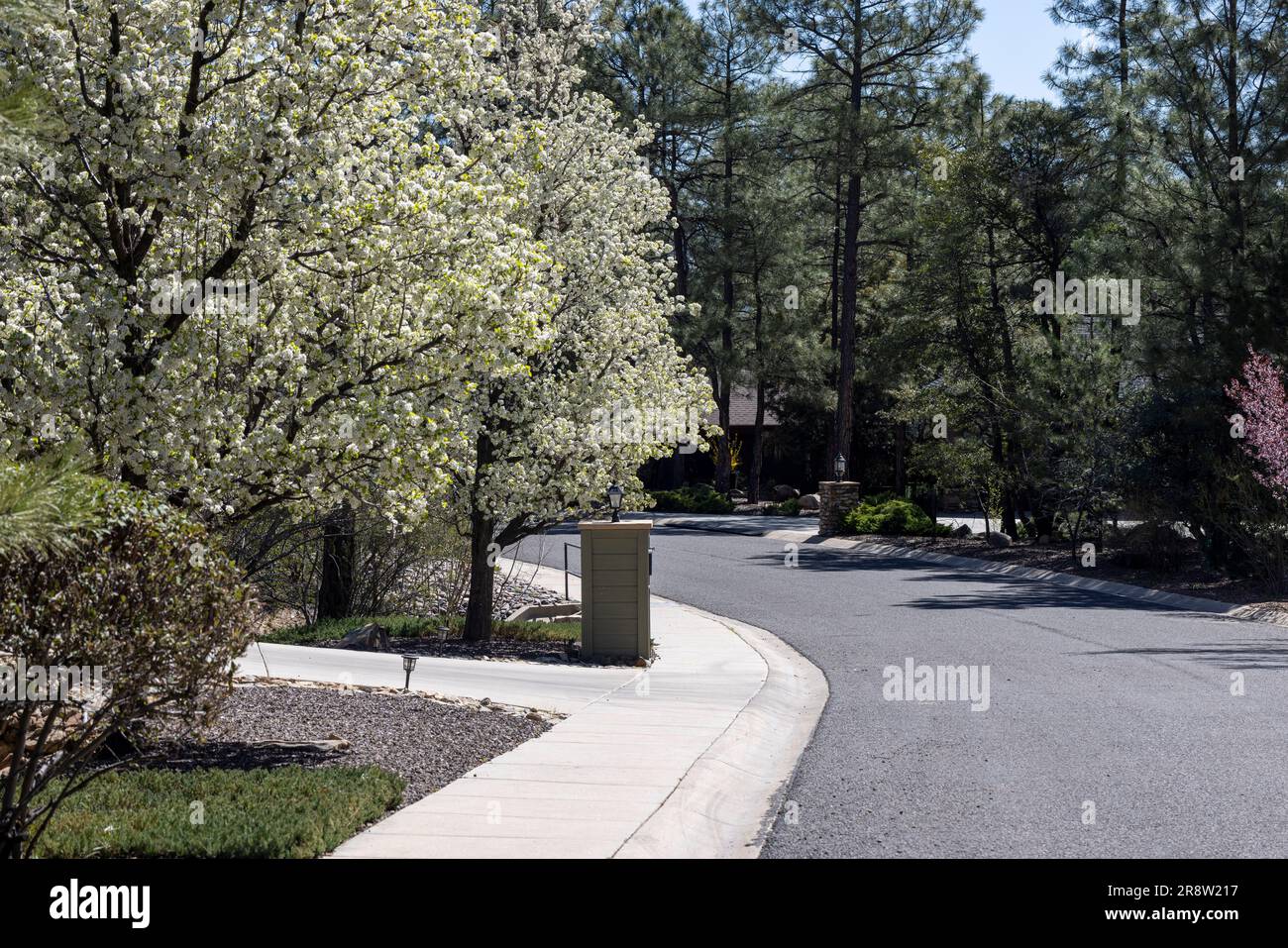 Springtime in Prescott, Arizona with forest in full bloom in a local ...