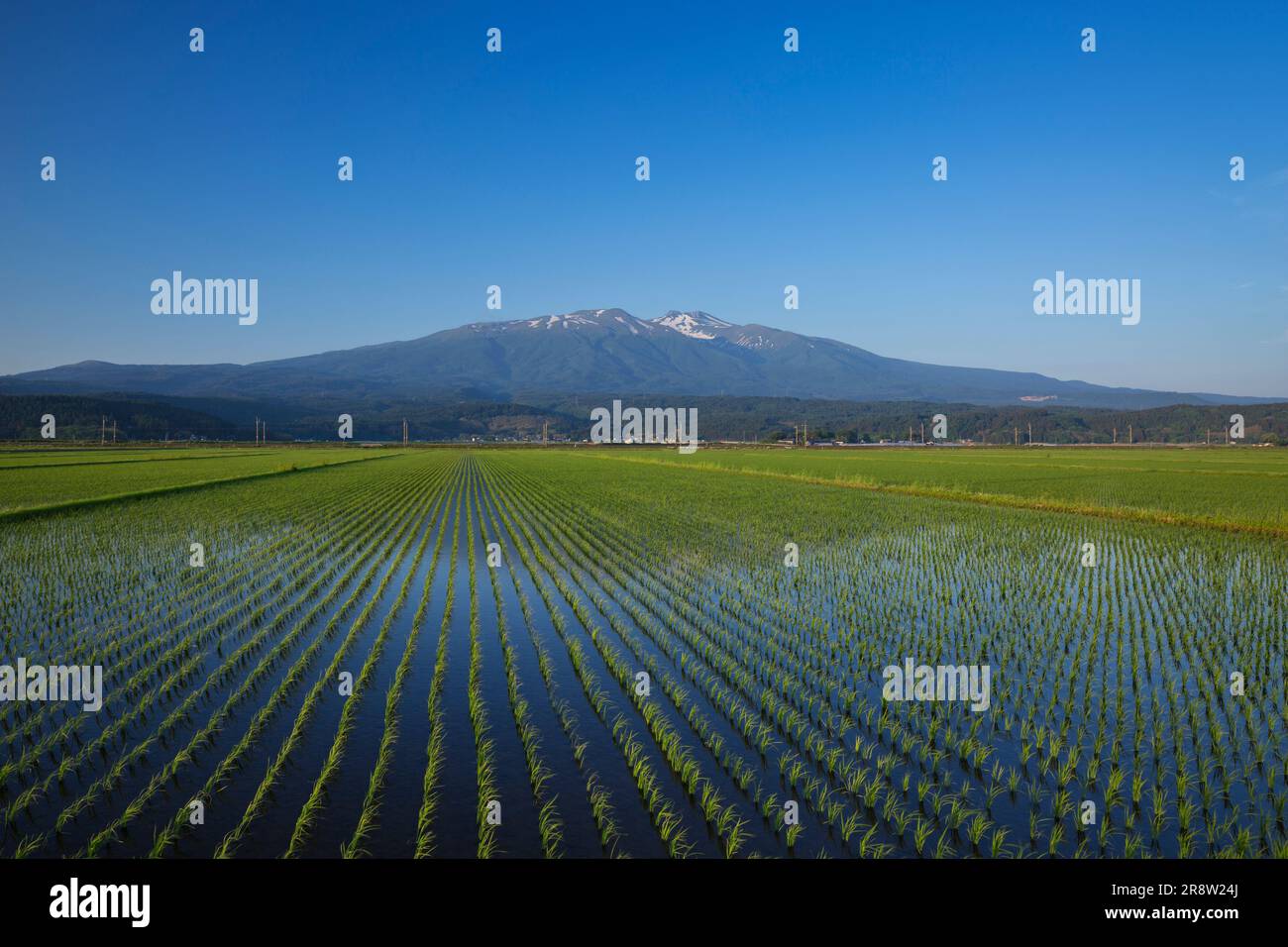 Mount Chokai and paddies Stock Photo - Alamy