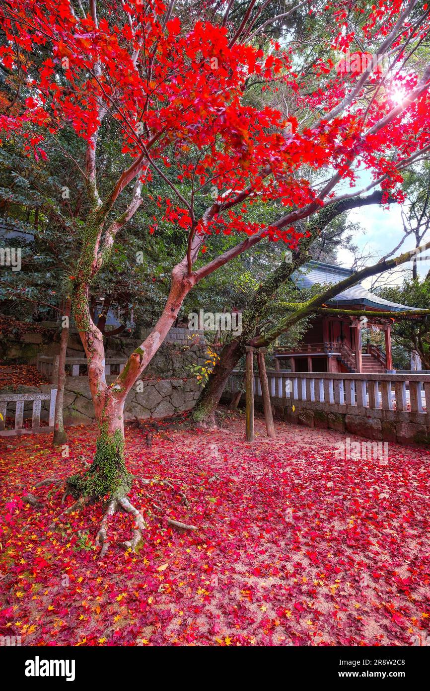 Fukuoka, Japan - Nov 30 2022: Dazaifu Tenmangu shgrine dedicated to the ...
