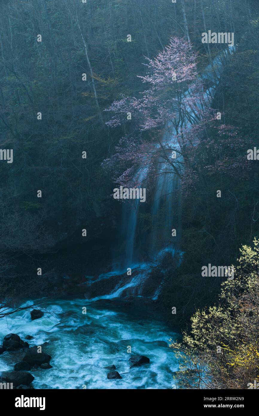 Cherry blossoms and waterfall Stock Photo - Alamy