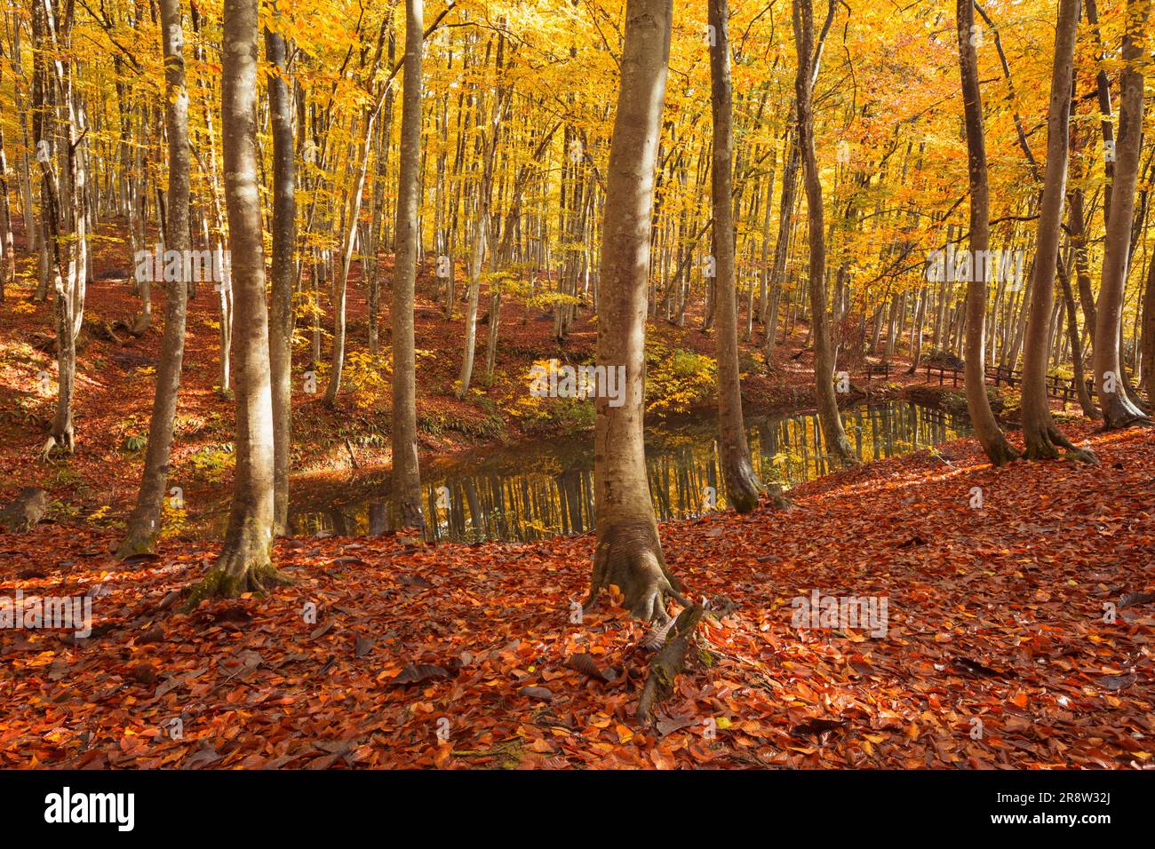 Bijinbayashi in fall Stock Photo - Alamy