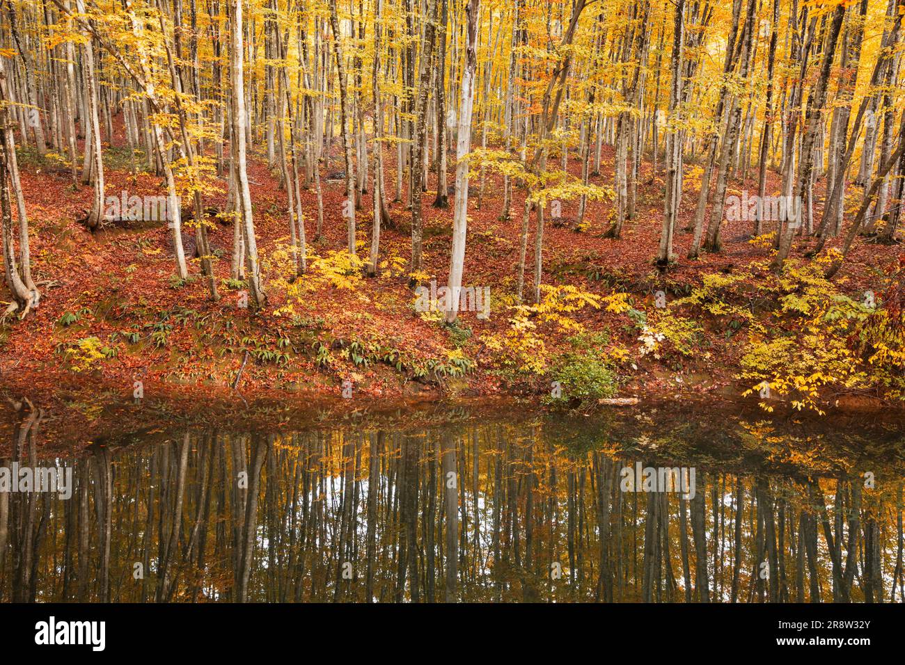Bijinbayashi in fall Stock Photo - Alamy