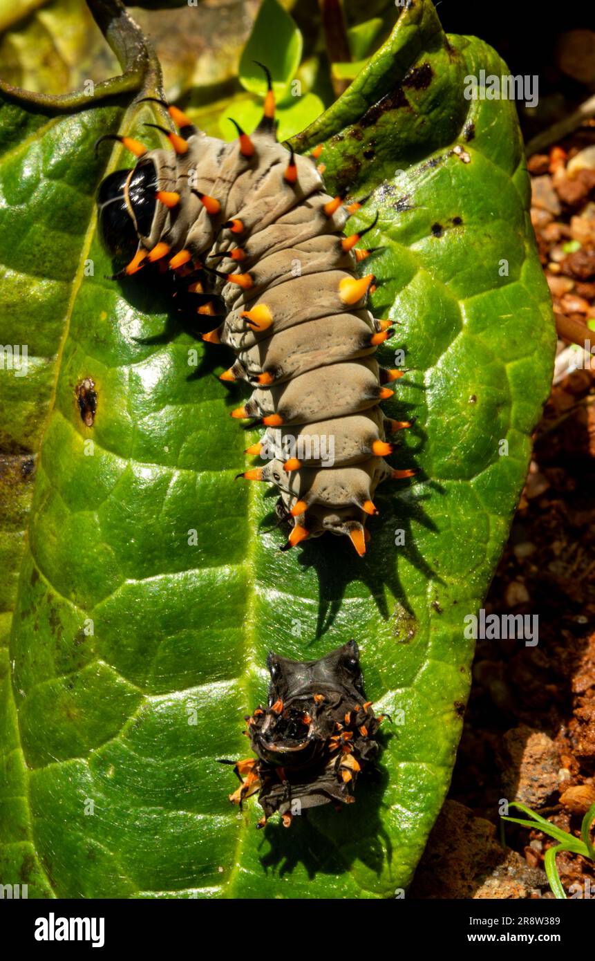 White-necked Heron, Ardea pacifica Stock Photo - Alamy