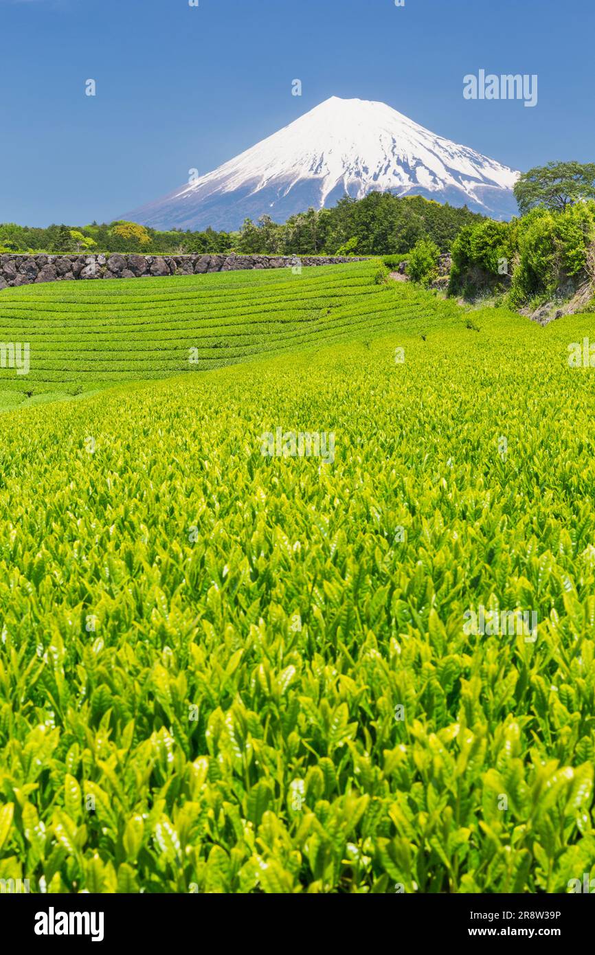 Tea Plantations and Mount Fuji Stock Photo - Alamy