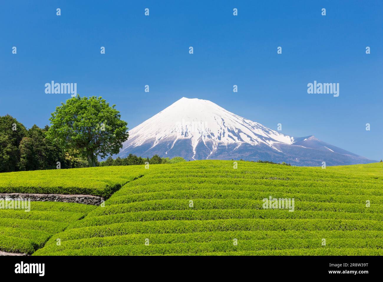 Tea Plantations and Mount Fuji Stock Photo - Alamy