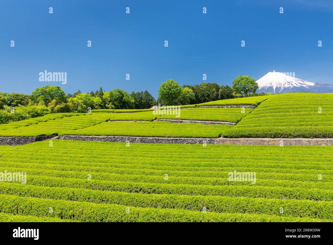 Tea Plantations and Mount Fuji Stock Photo - Alamy