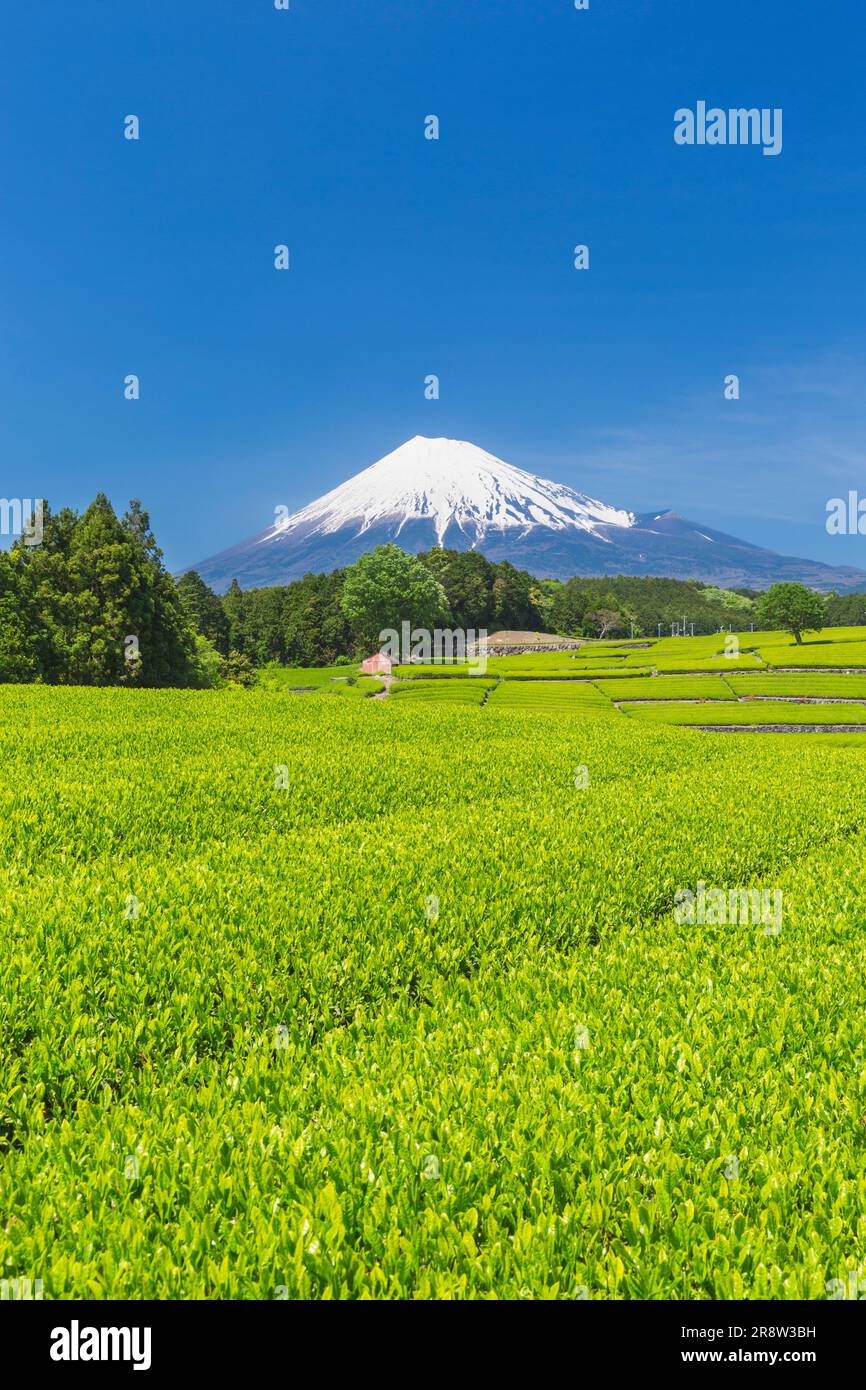 Tea Plantations and Mount Fuji Stock Photo - Alamy