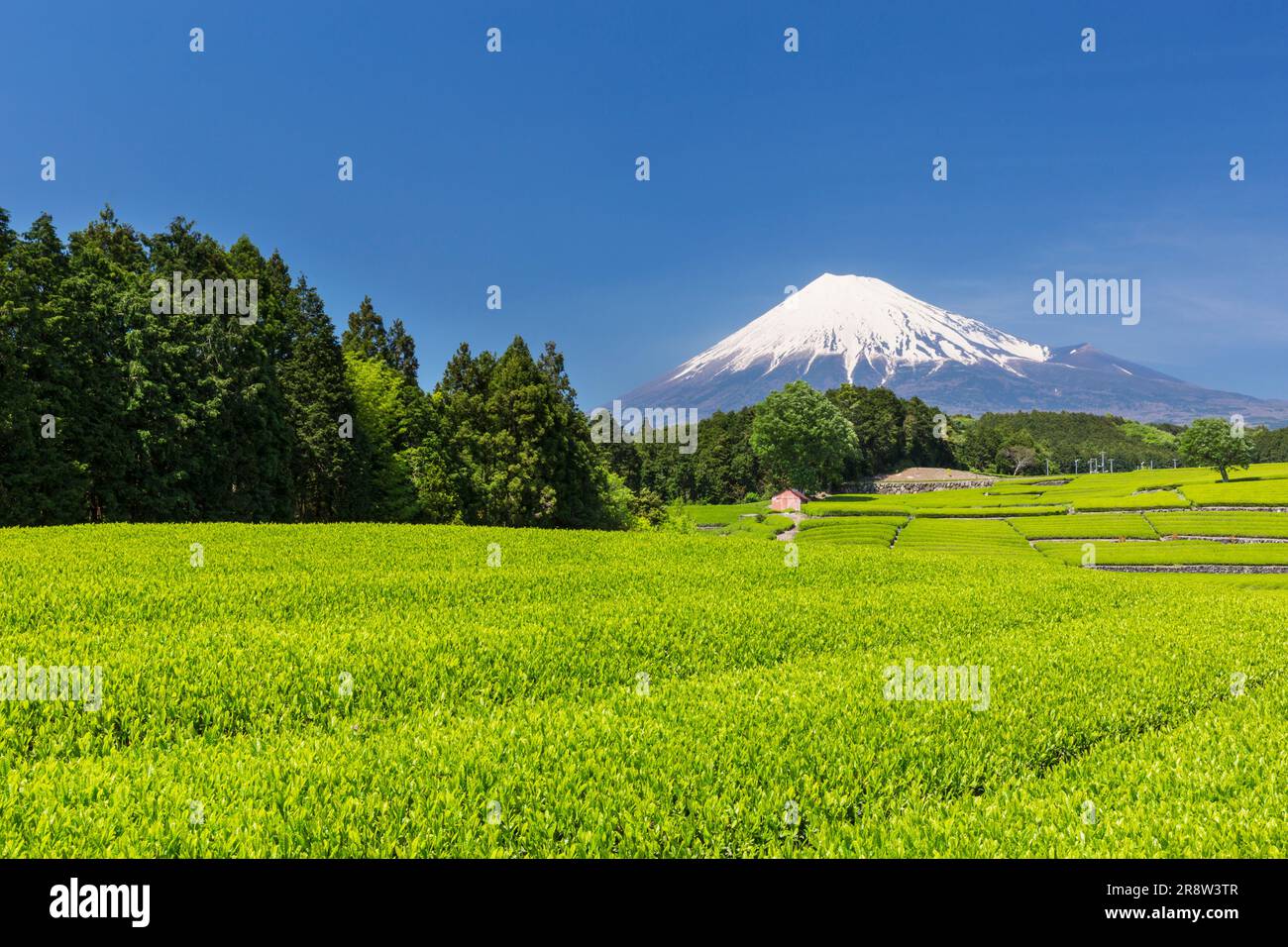 Tea Plantations and Mount Fuji Stock Photo - Alamy