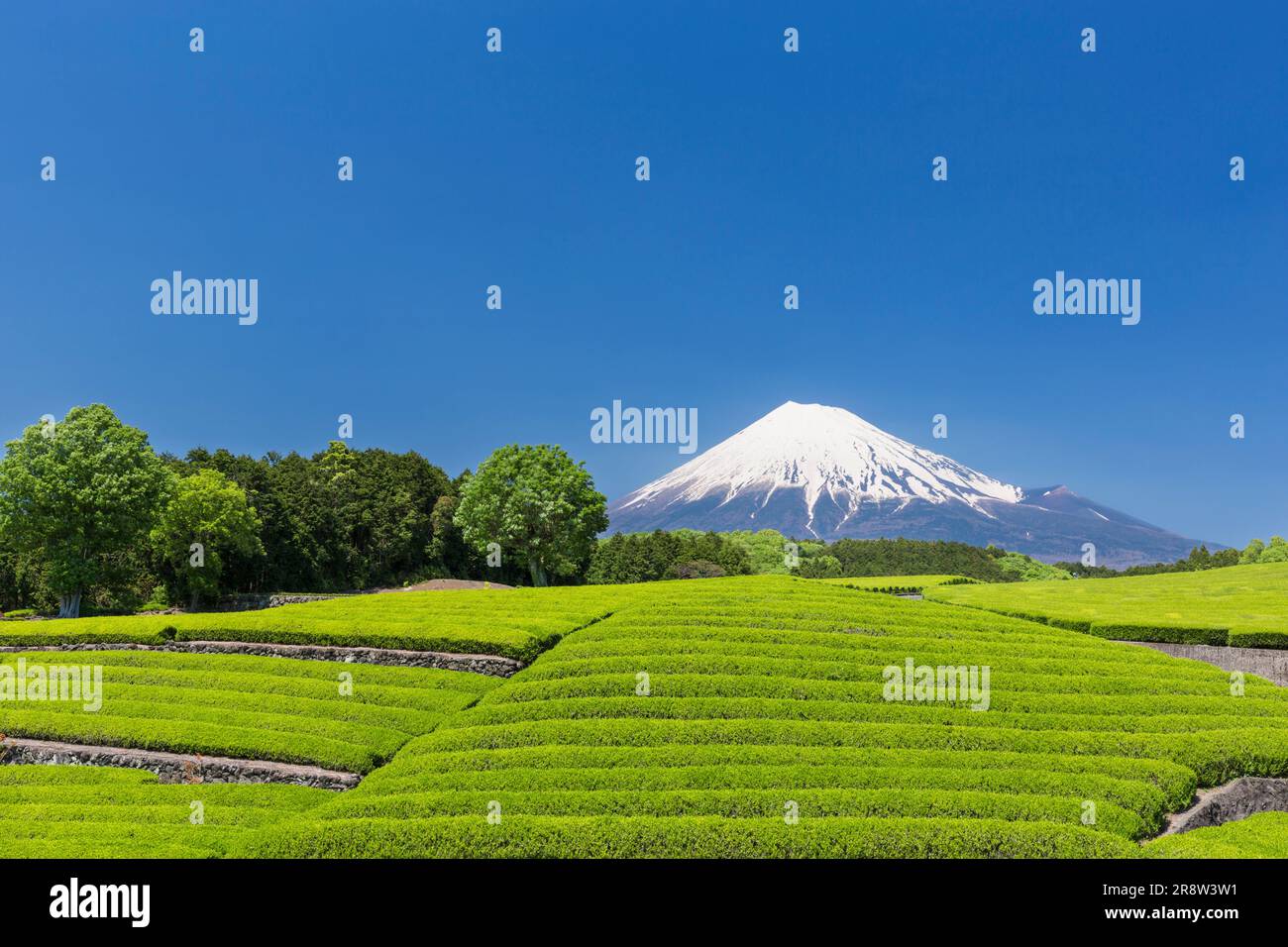 Tea Plantations and Mount Fuji Stock Photo - Alamy