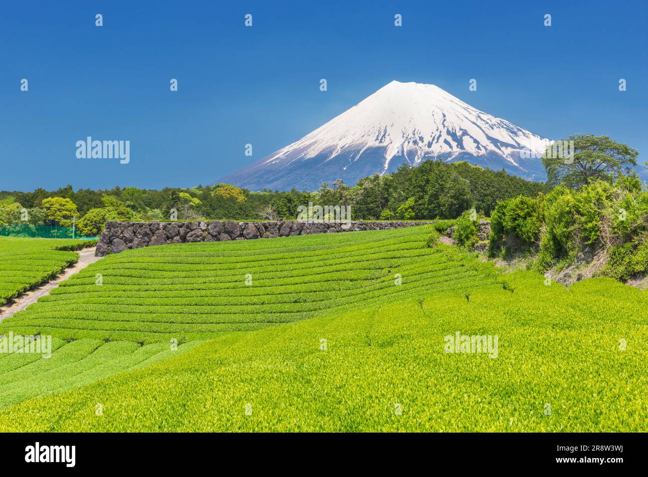 Tea Plantations and Mount Fuji Stock Photo - Alamy