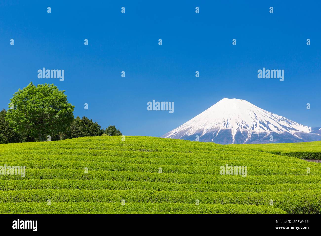 Tea Plantations and Mount Fuji Stock Photo - Alamy