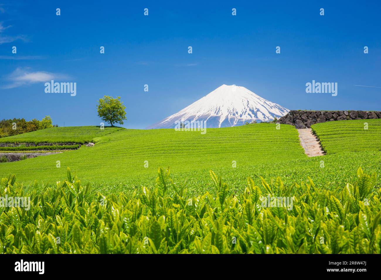 Tea Plantations and Mount Fuji Stock Photo - Alamy