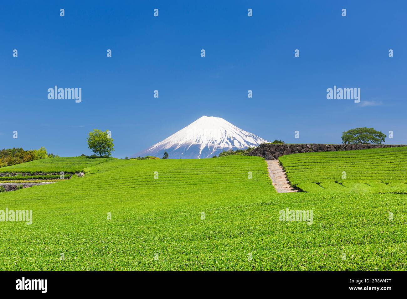 Tea Plantations and Mount Fuji Stock Photo - Alamy