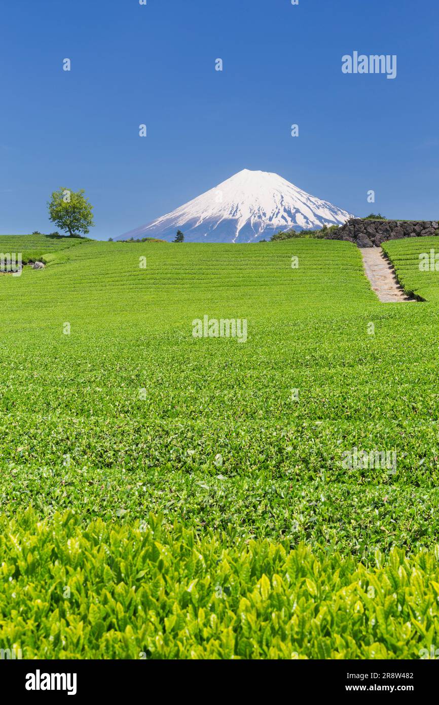 Tea Plantations and Mount Fuji Stock Photo - Alamy