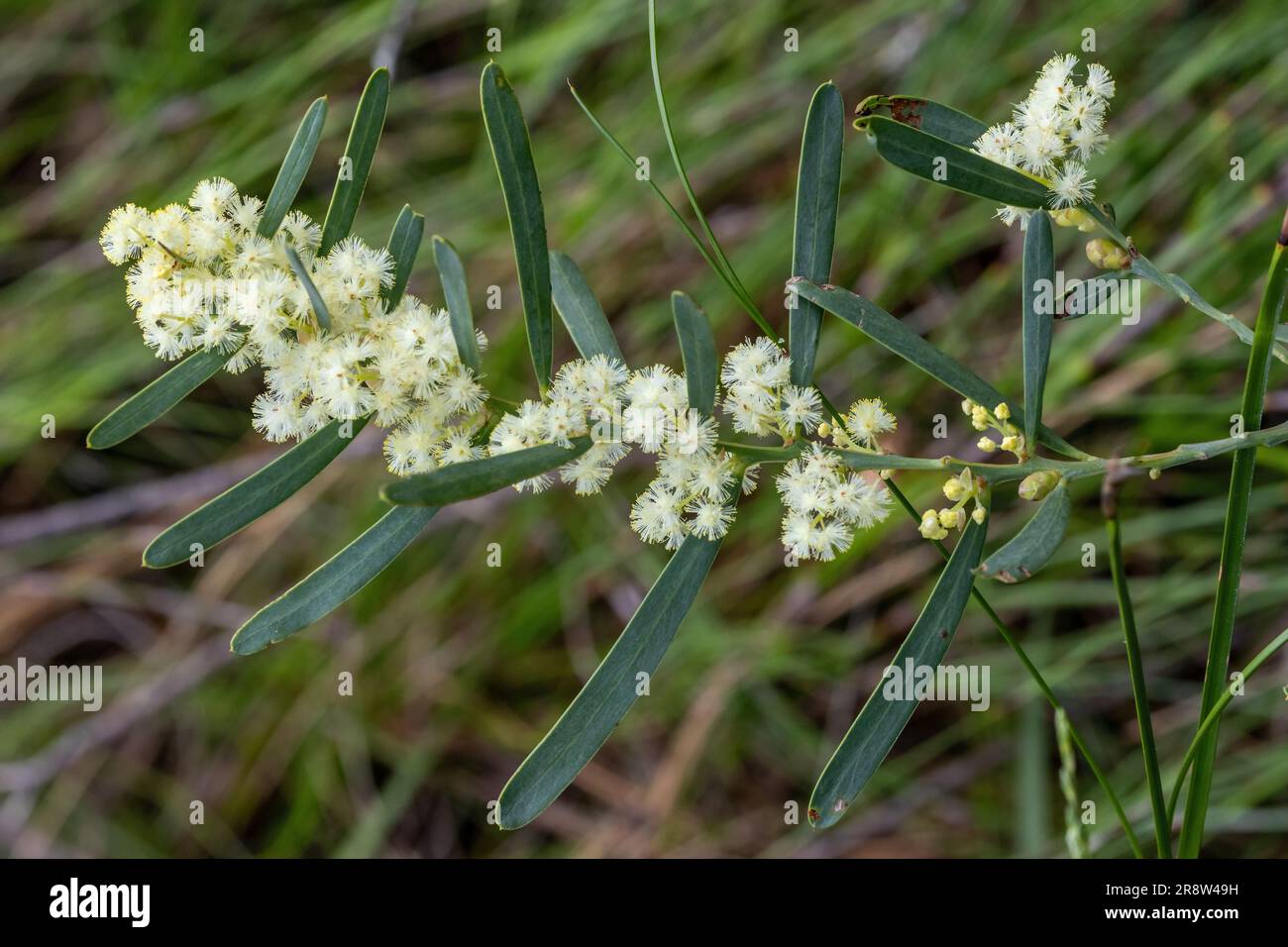 Australian sweet wattle hi-res stock photography and images - Alamy
