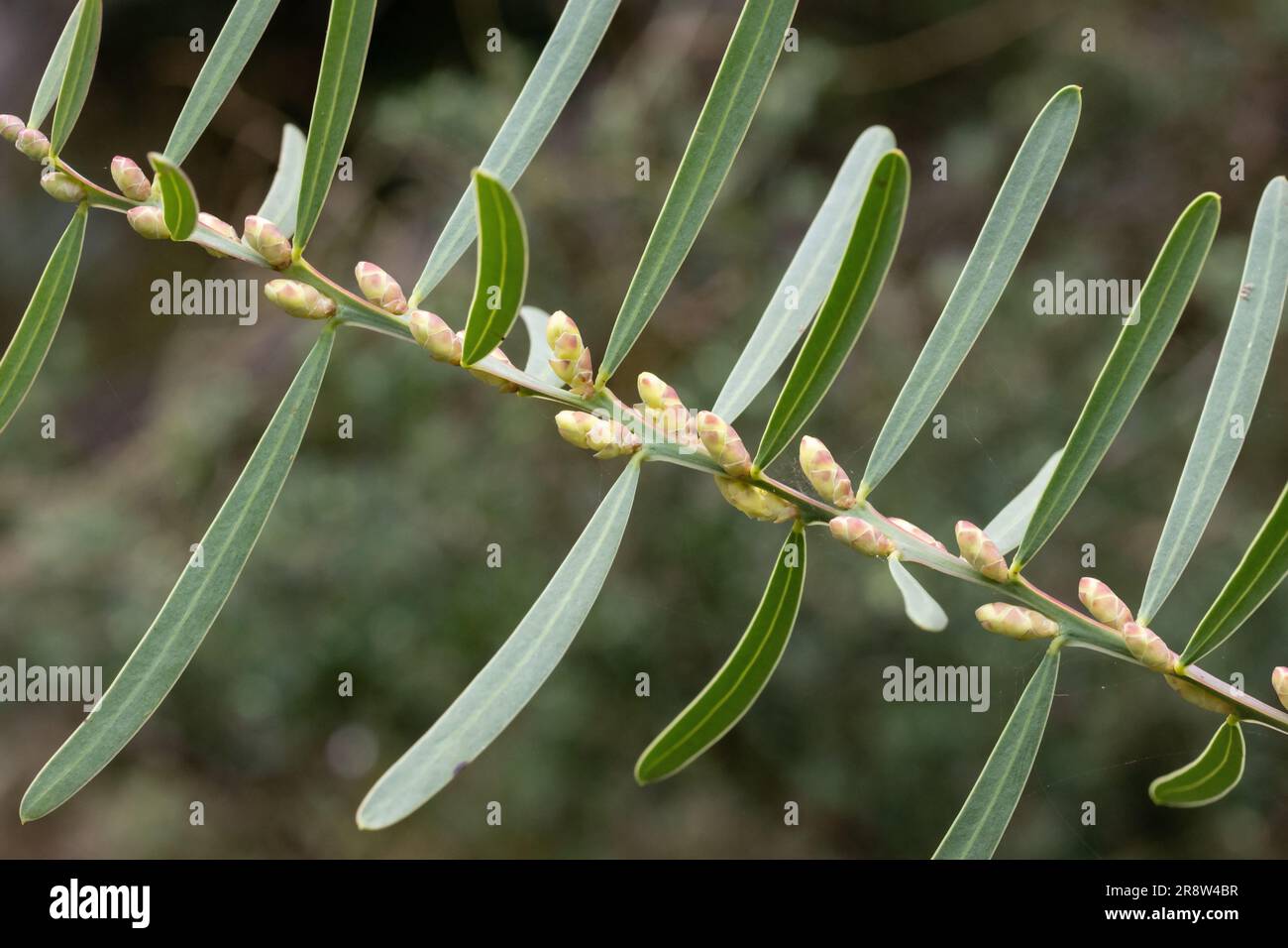 Australian sweet wattle hi-res stock photography and images - Alamy