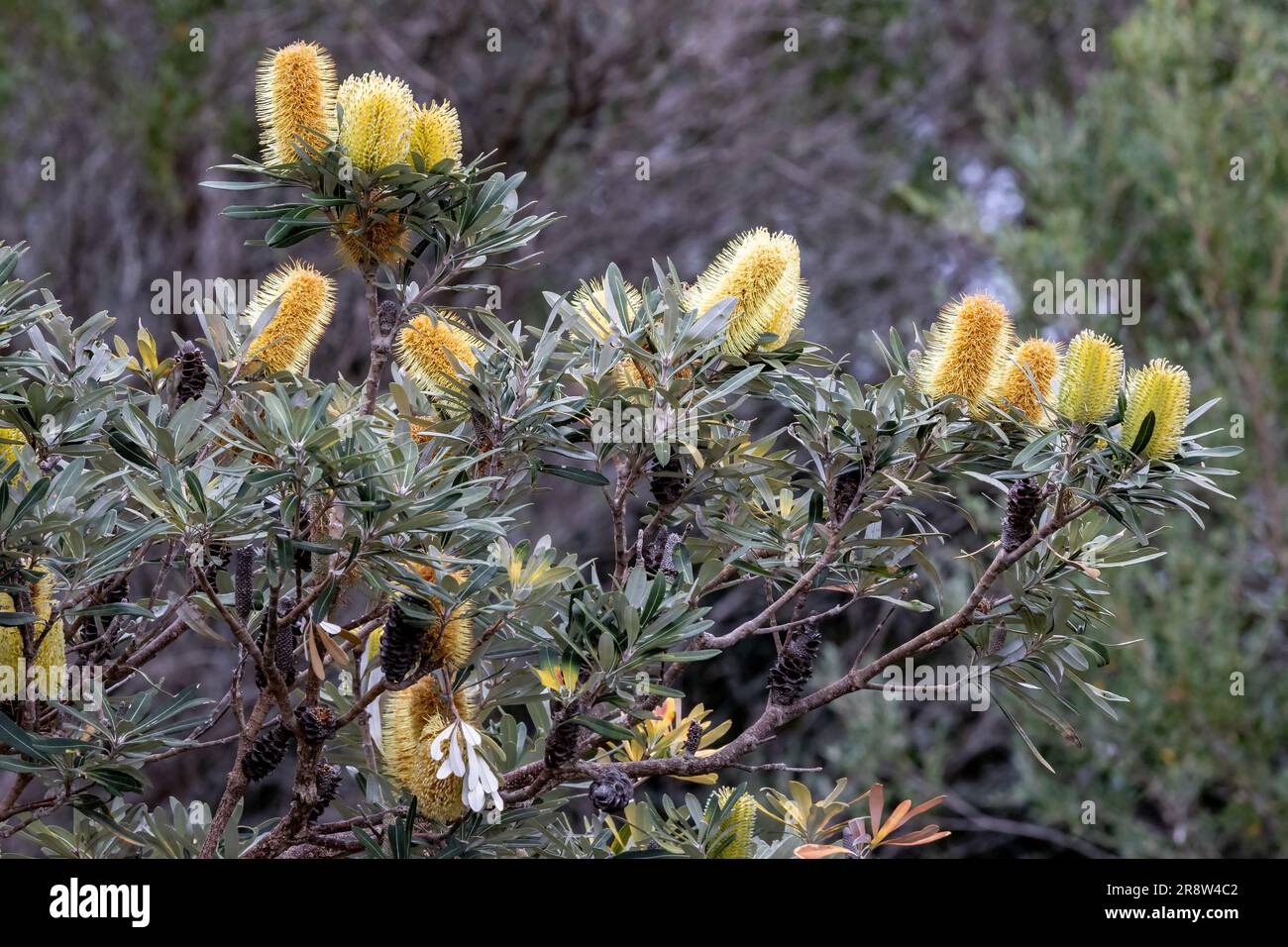Banksia integrifolia tree hi-res stock photography and images - Alamy