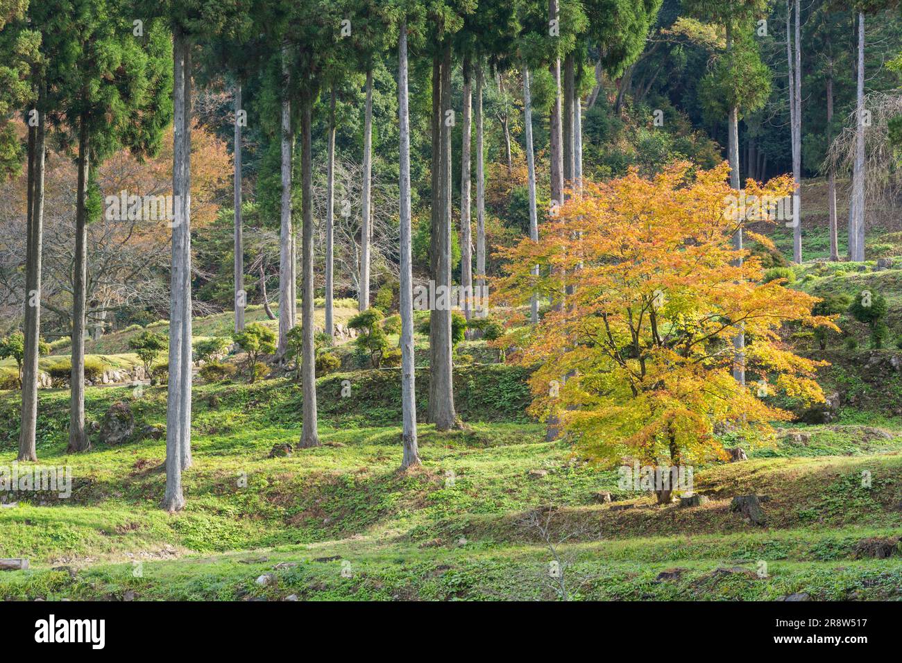 Ruins of the Ichijodani Asakura Clan in autumn Stock Photo - Alamy