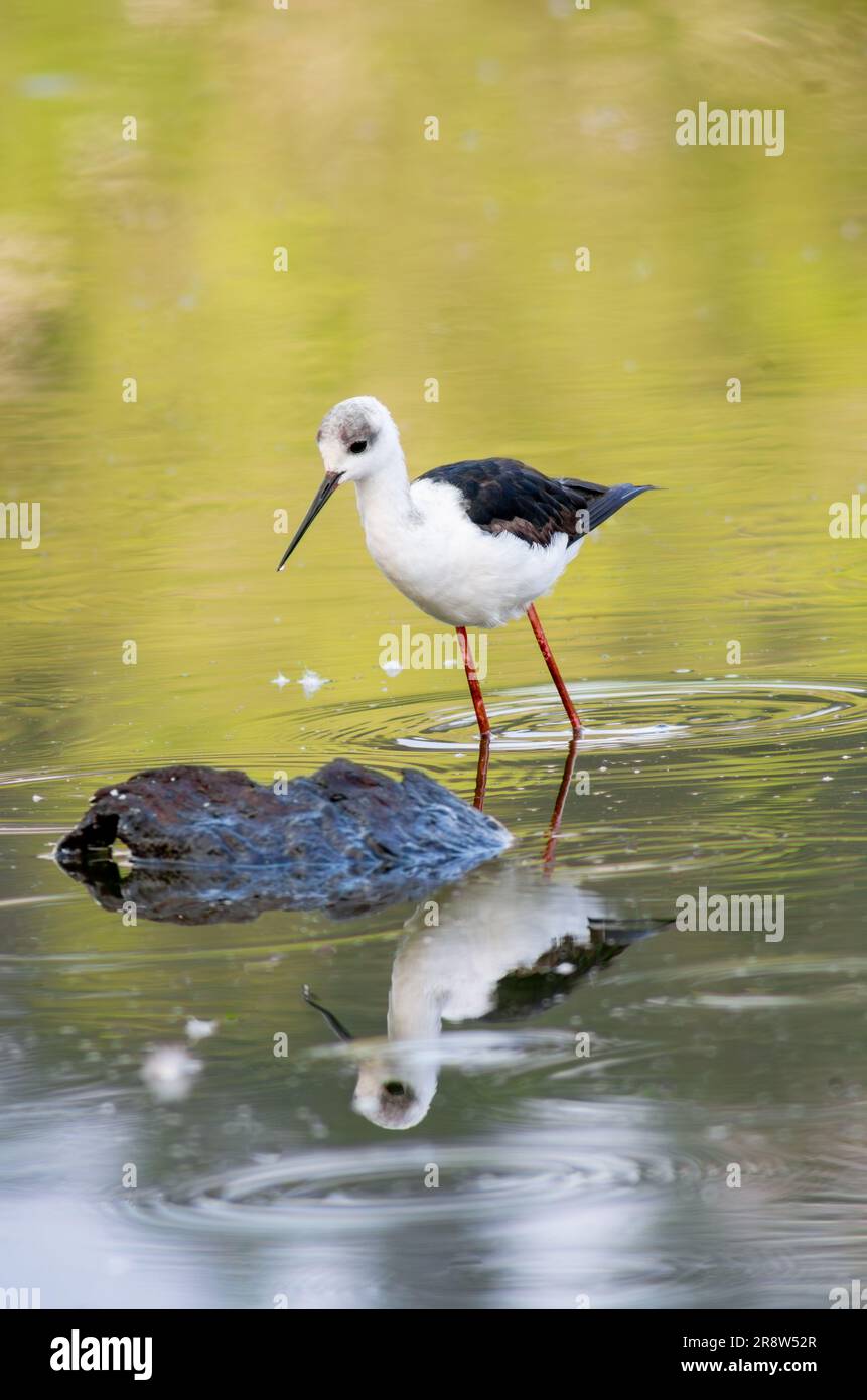 Pied Stilt, white-headed stilt, Himantopus leucocephalus, juvenile ...