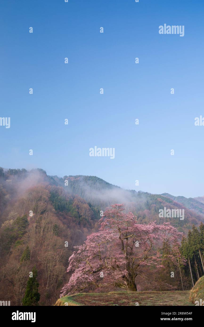 Cherry blossom of Koma-Tsunagi Stock Photo - Alamy