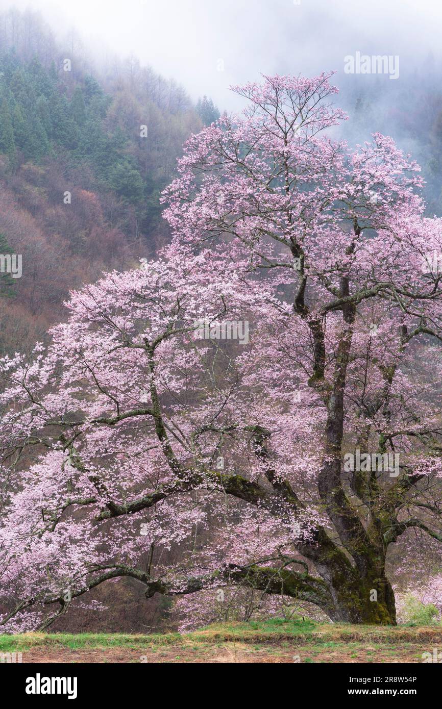 Cherry blossom of Koma-Tsunagi Stock Photo - Alamy