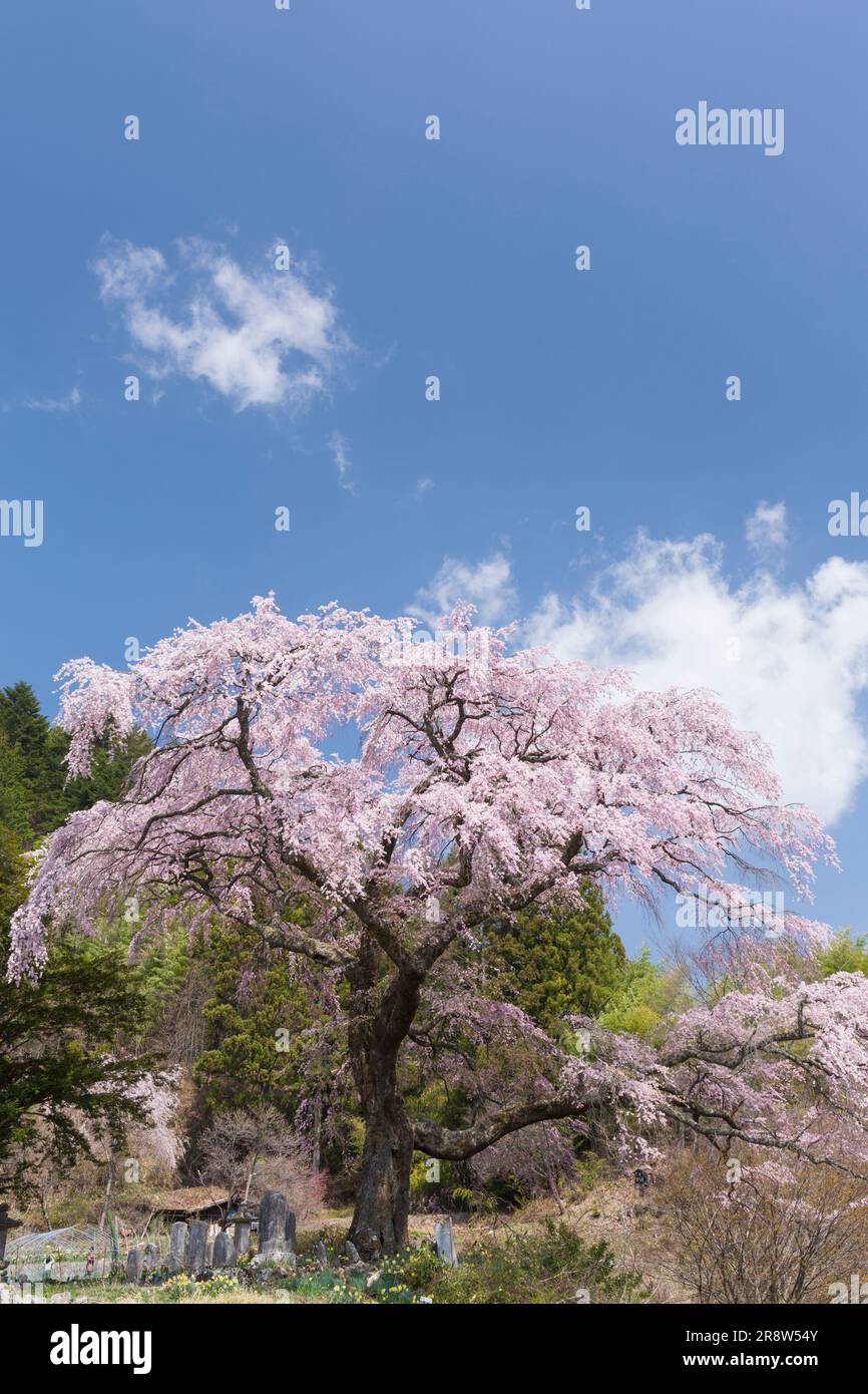 Cherry blossom of Koma-Tsunagi Stock Photo - Alamy