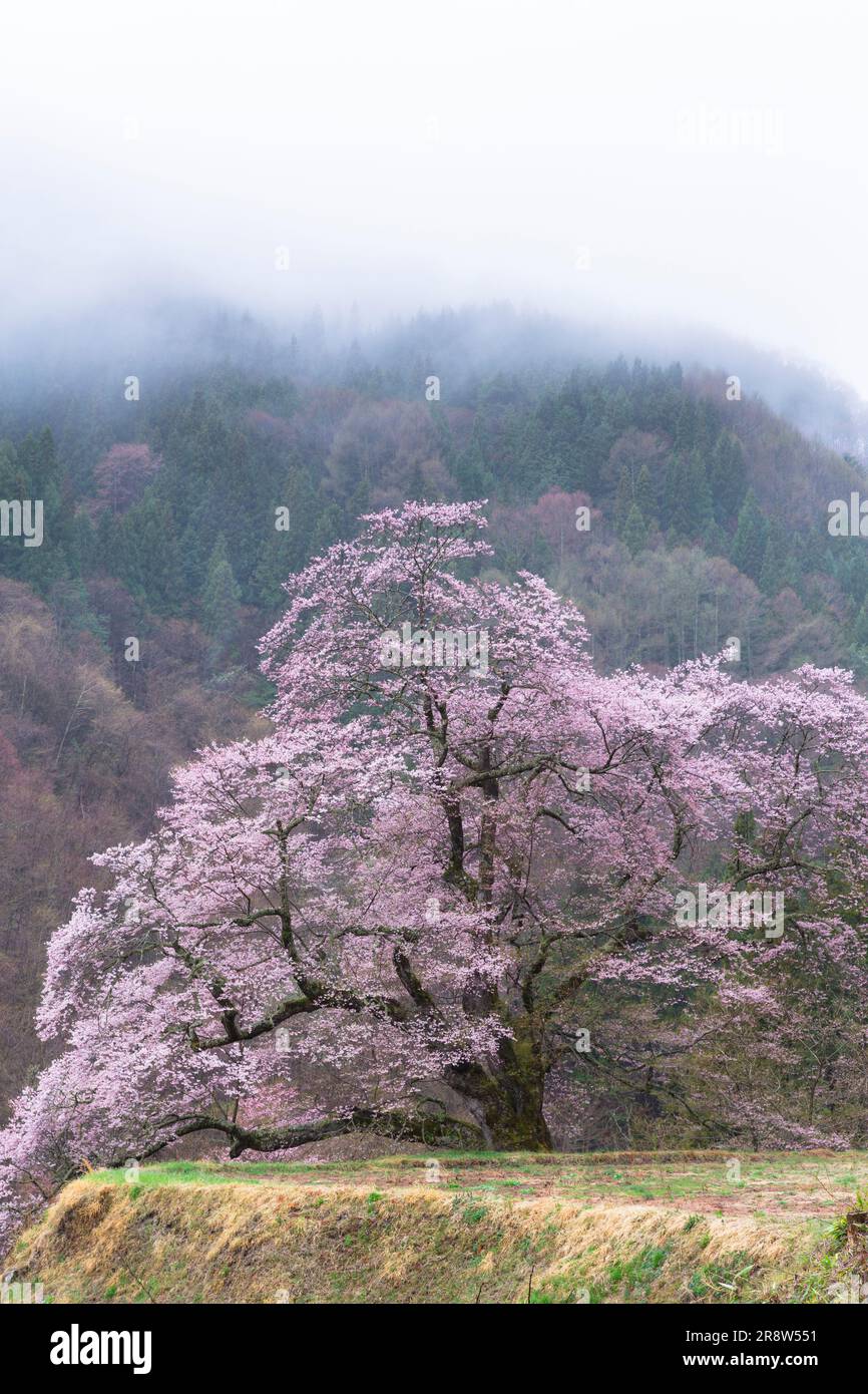 Cherry blossom of Koma-Tsunagi Stock Photo - Alamy