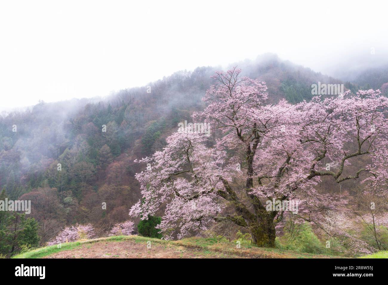 Cherry blossom of Koma-Tsunagi Stock Photo - Alamy