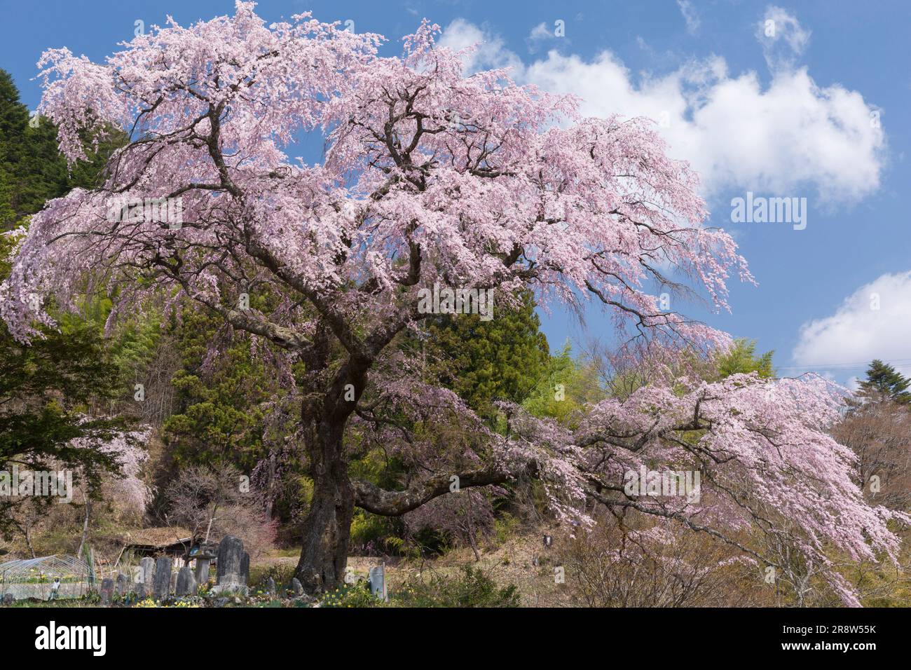 Cherry blossom of Koma-Tsunagi Stock Photo - Alamy