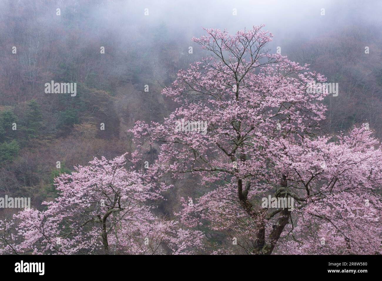 Cherry blossom of Koma-Tsunagi Stock Photo - Alamy