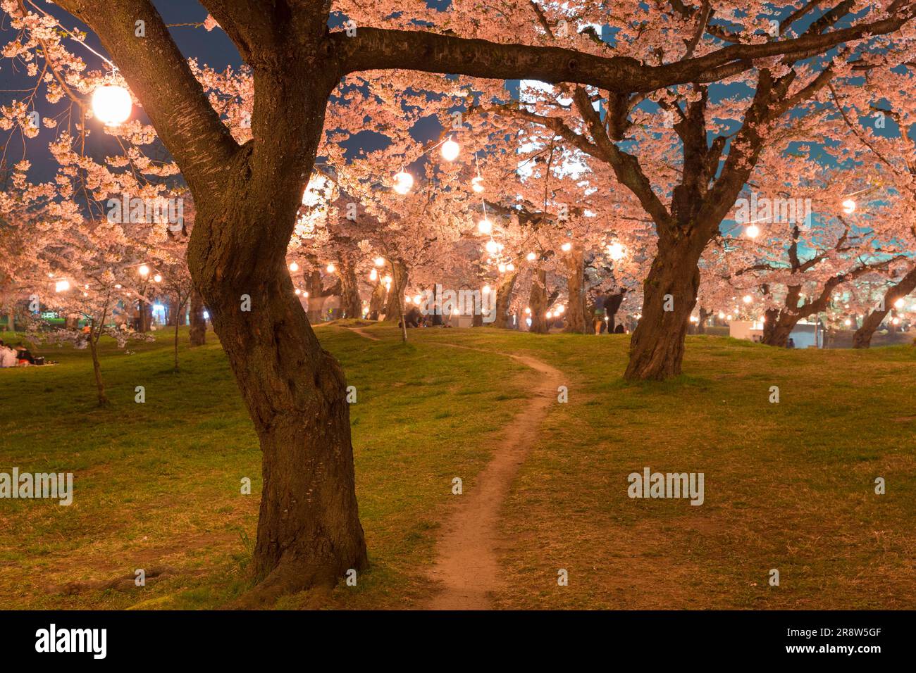 Lighting up cherry blossoms hi-res stock photography and images - Alamy