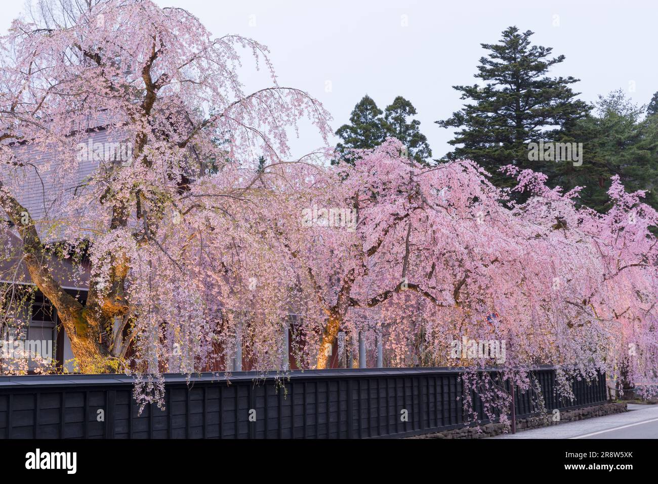 Double cherry tree of samurai residences in Kakunodate Stock Photo - Alamy
