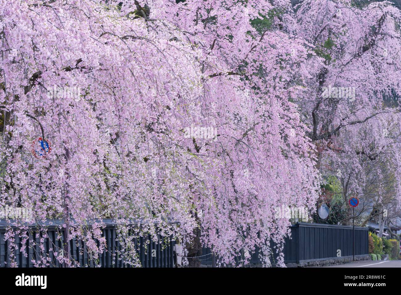 Double cherry tree of samurai residences in Kakunodate Stock Photo - Alamy