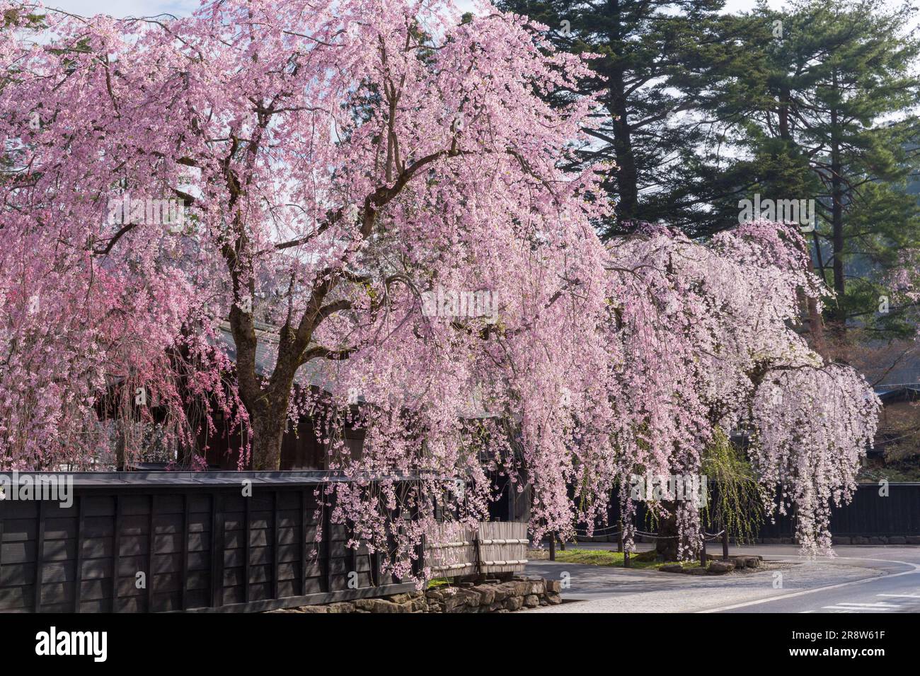 Double cherry tree of samurai residences in Kakunodate Stock Photo - Alamy