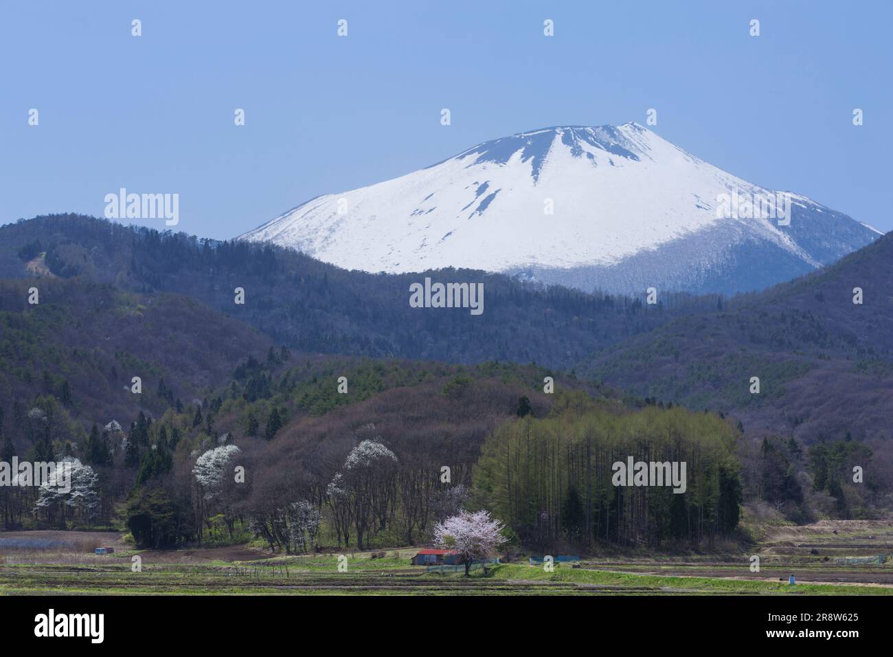 Mt. Iwate and a kobushi Stock Photo - Alamy