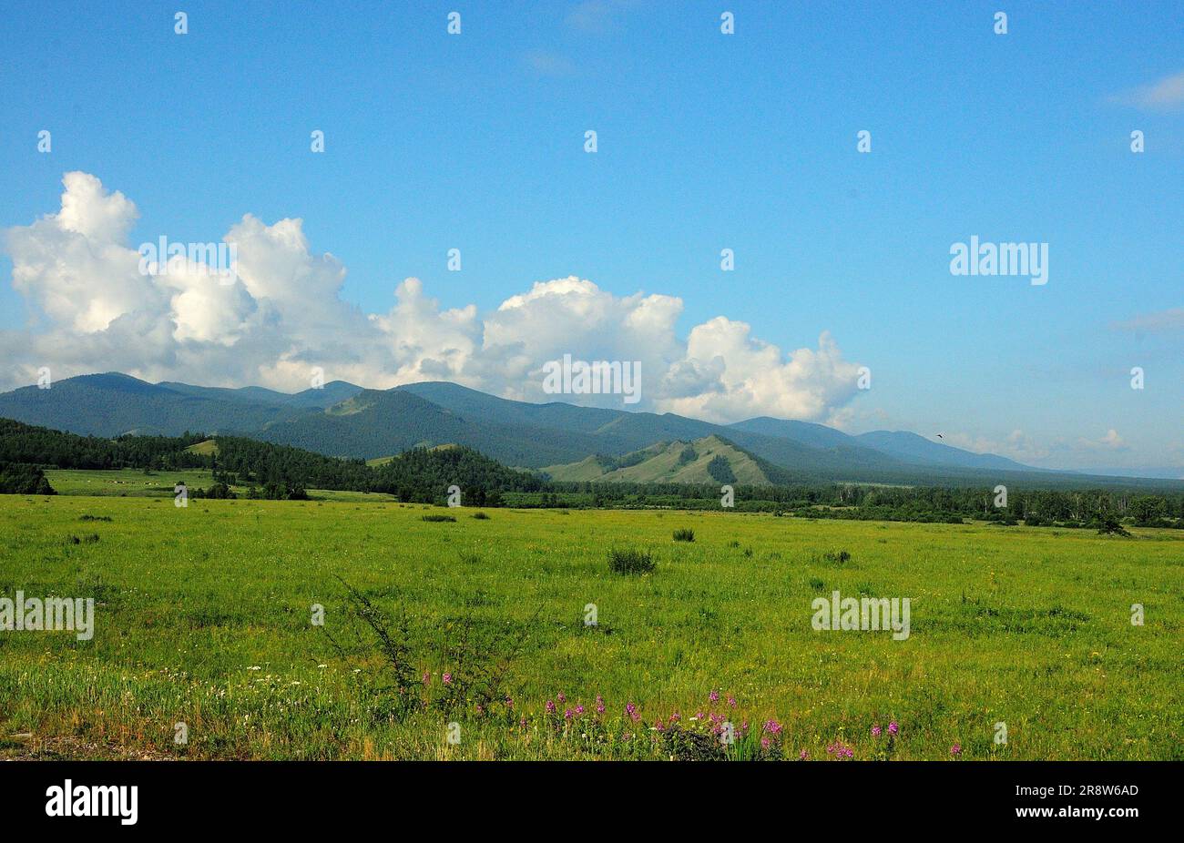 Endless summer steppe with sparse thickets of bushes at the foot of a high mountain range ...