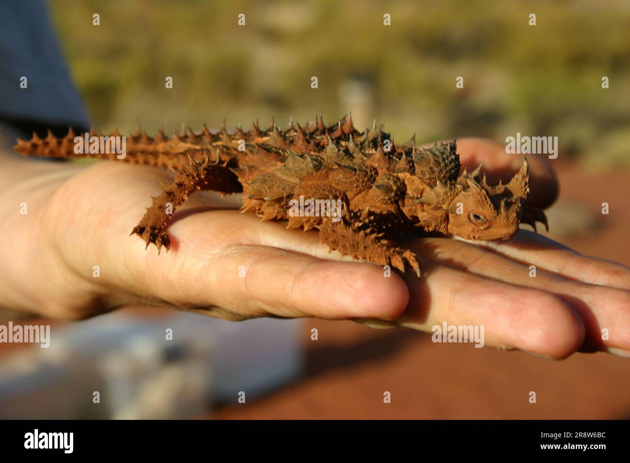 Australian Lizard at Broome Zoo Stock Photo - Alamy