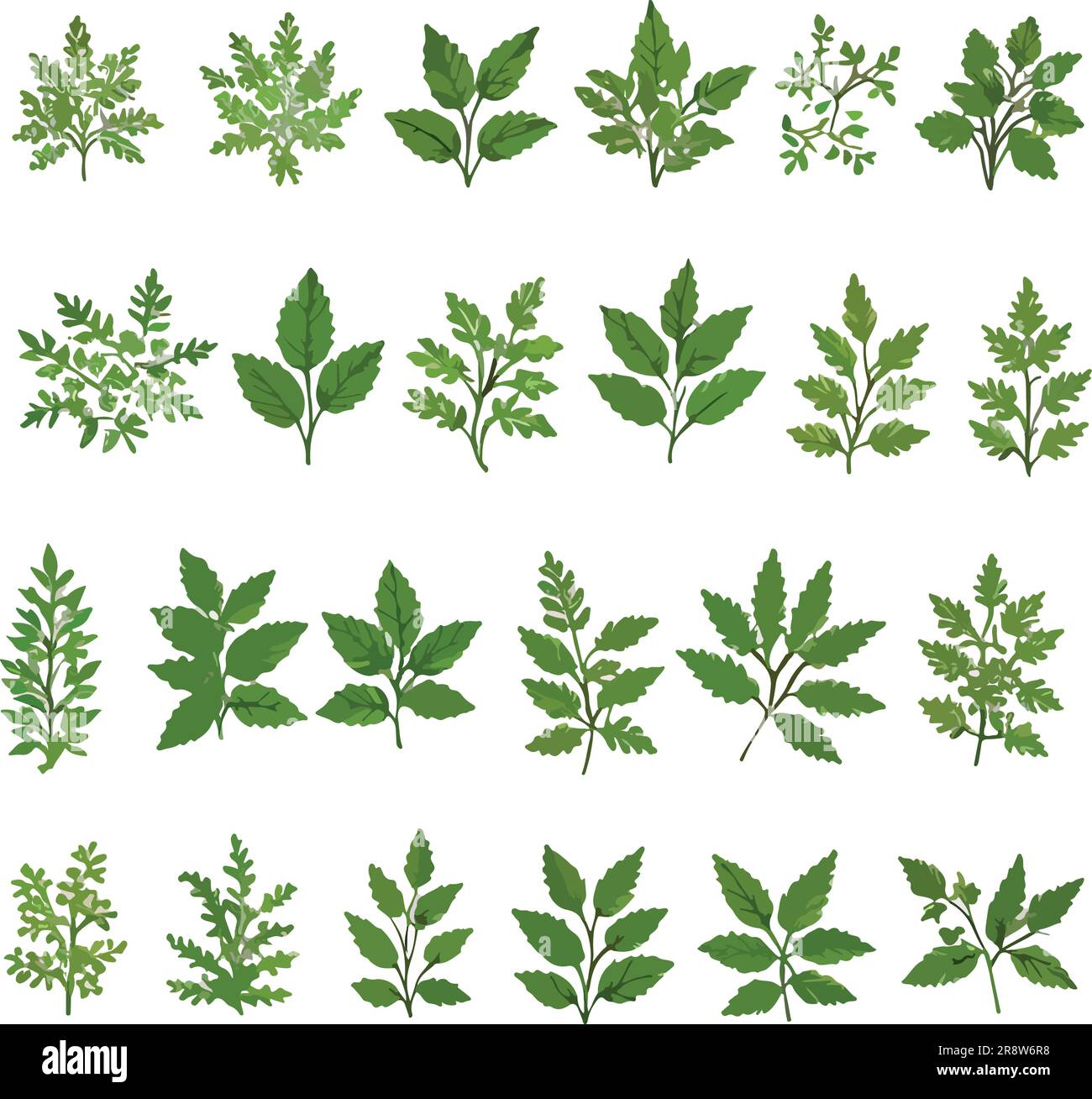 Collection of green leafy plants forest herbs spring tropical leaves ...