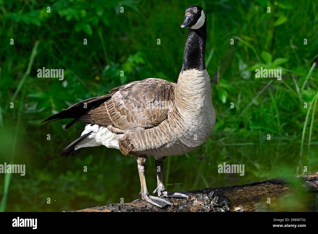 Canadian goose standing on hi-res stock photography and images - Alamy