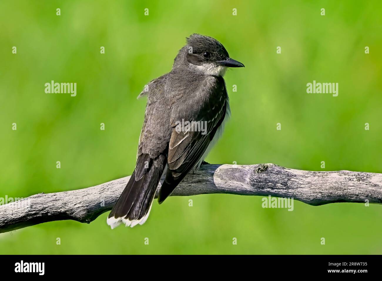 An Eastern Kingbird ,Tyrannus tyrannus, perched on the top of a dead ...