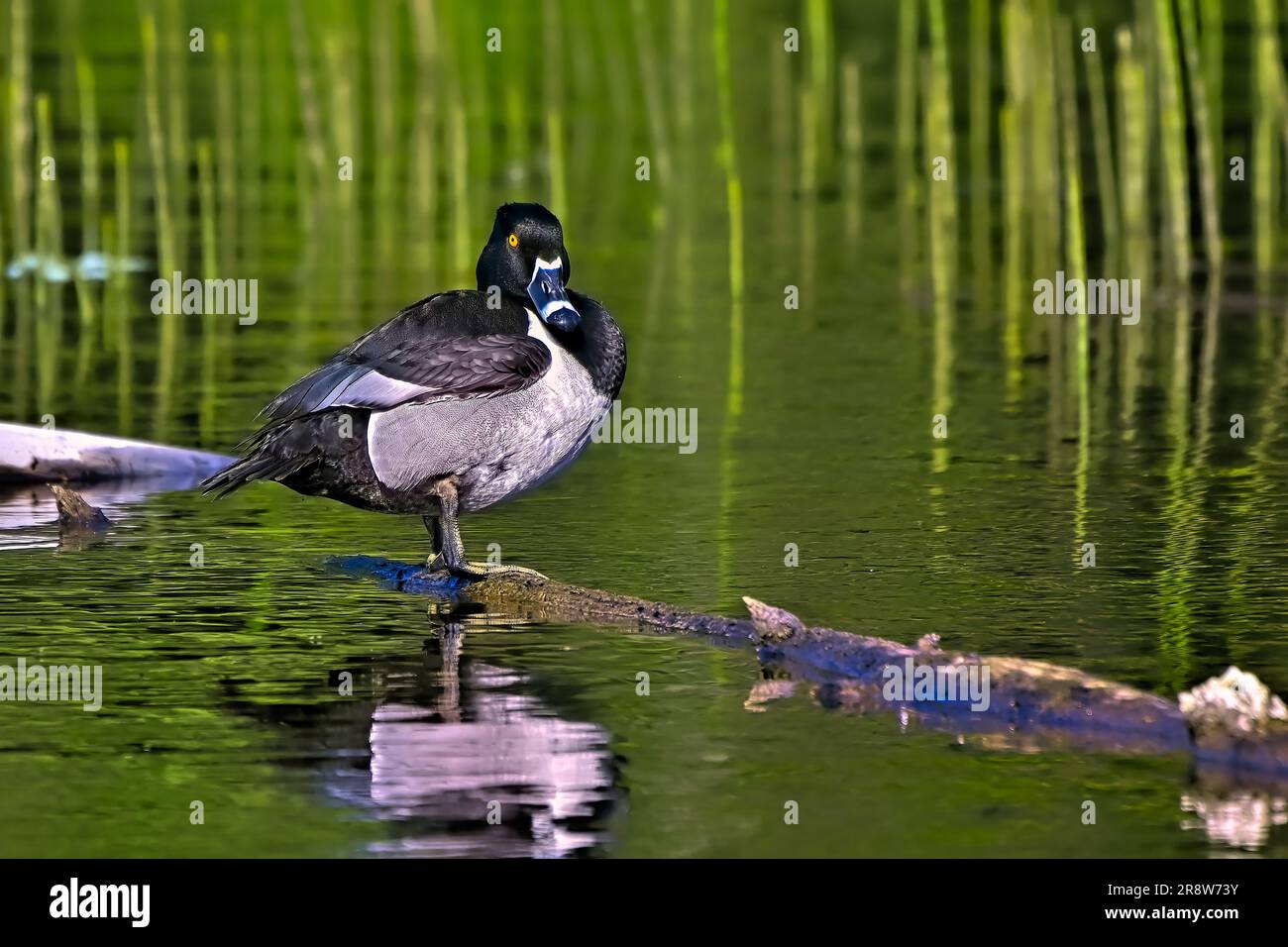 Ring necked duck male hi-res stock photography and images - Alamy