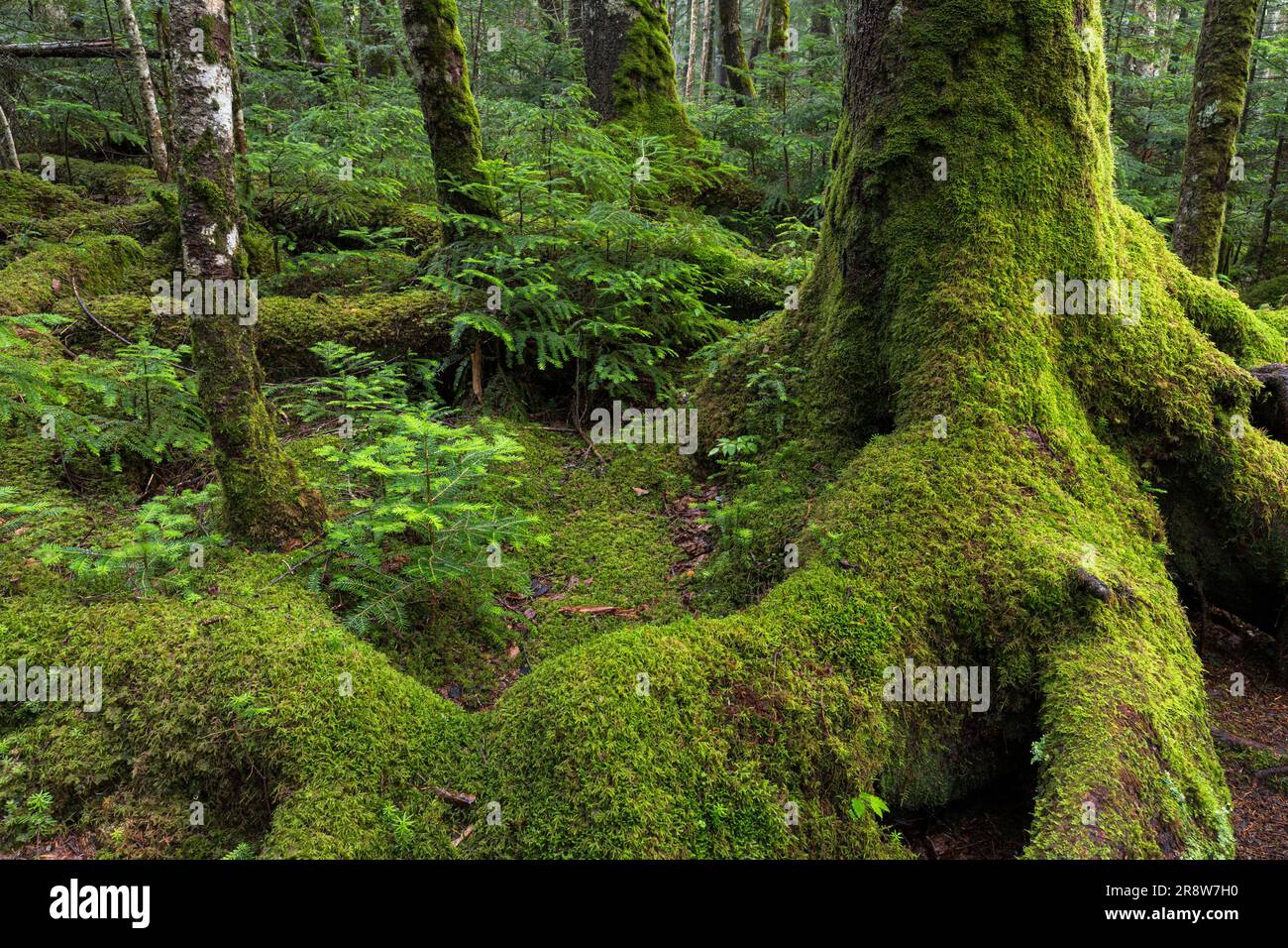 Moss forest northern yatsugatake japan hi-res stock photography and ...