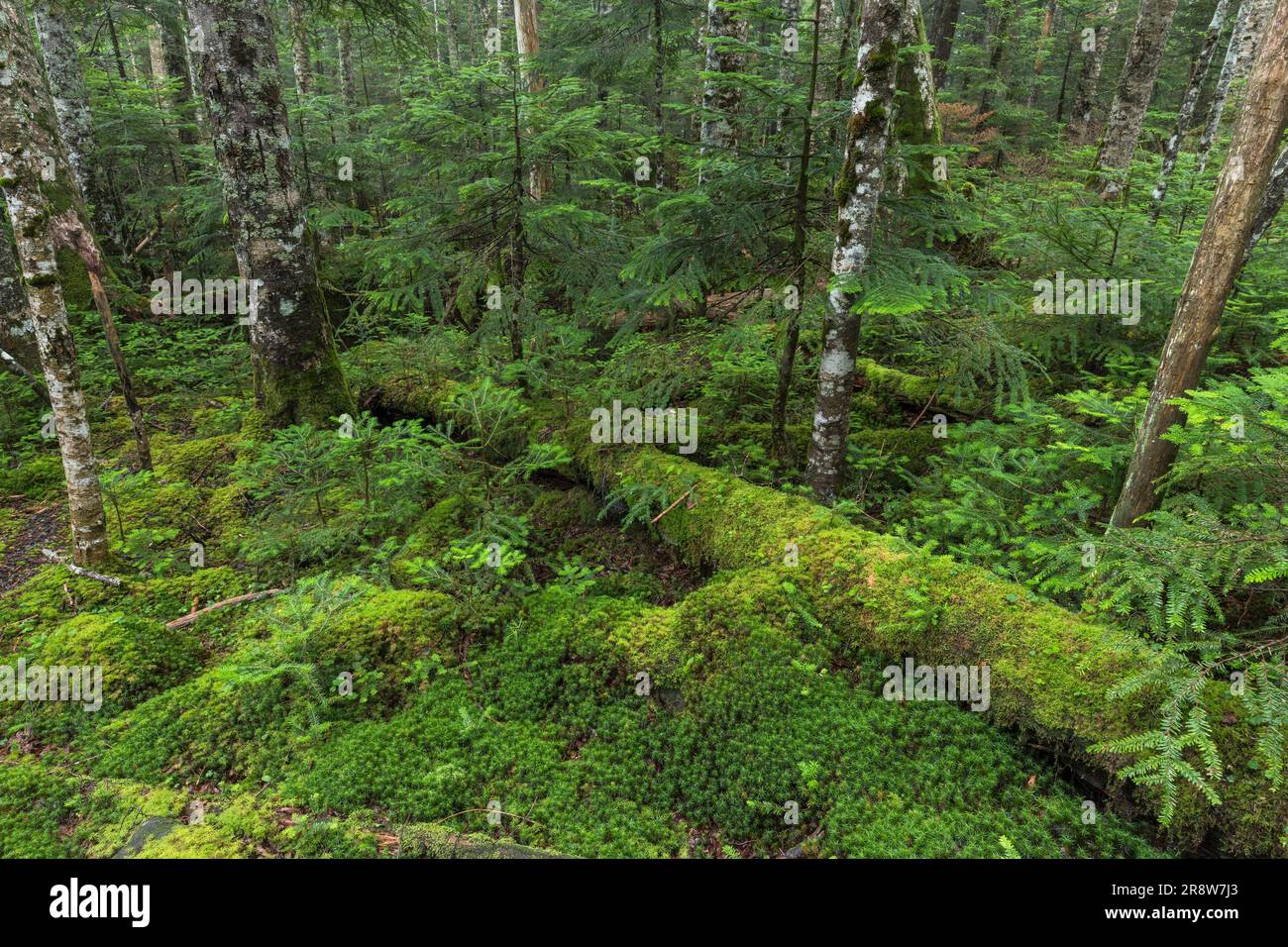 Moss forest northern yatsugatake japan hi-res stock photography and ...