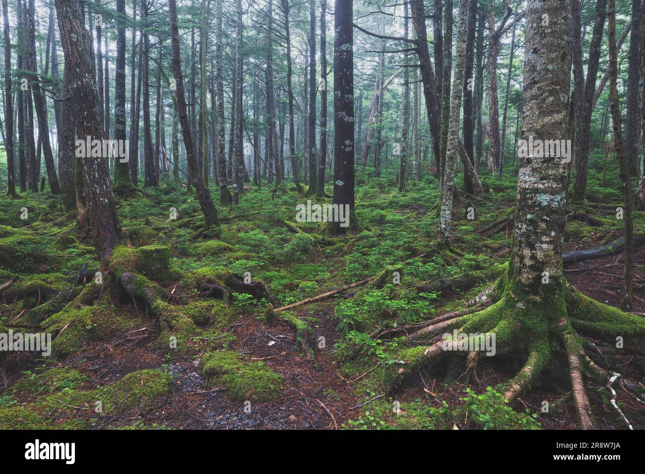 Moss forest northern yatsugatake japan hi-res stock photography and ...