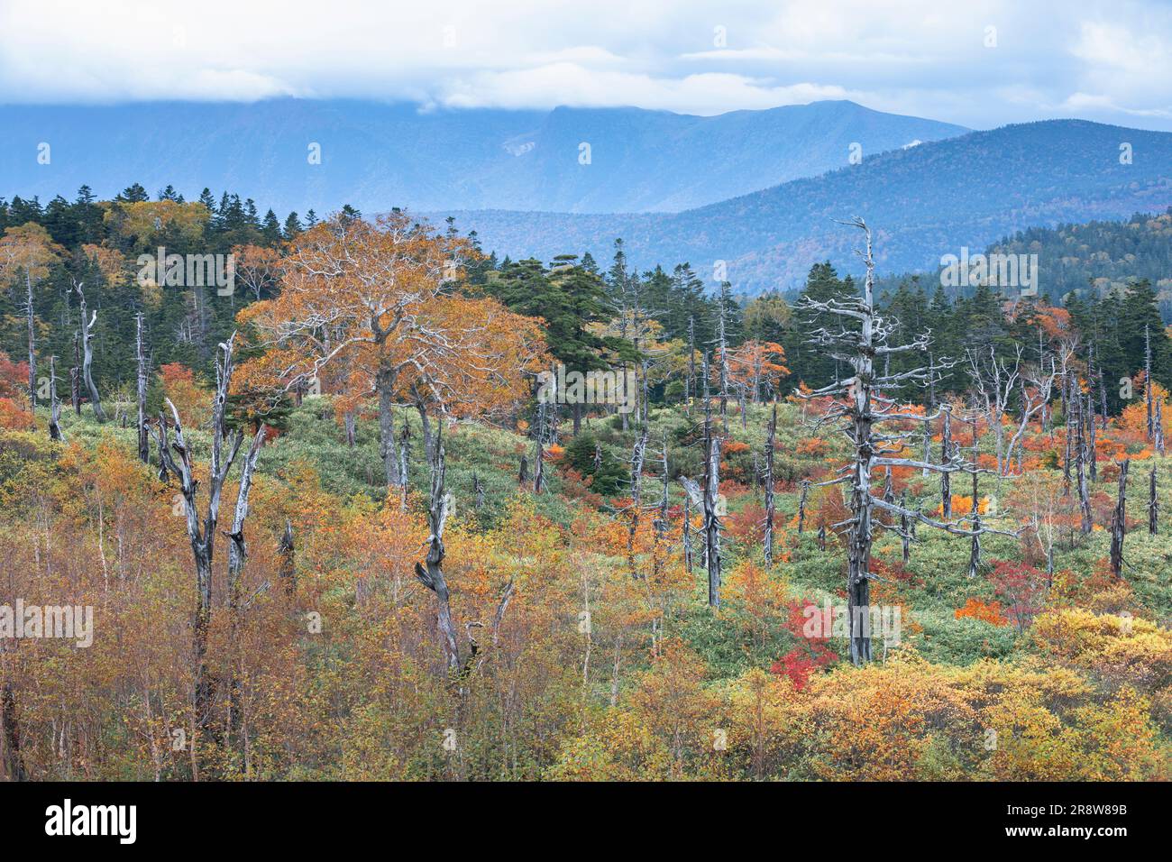 Dead tree autumn landscape hi-res stock photography and images - Alamy