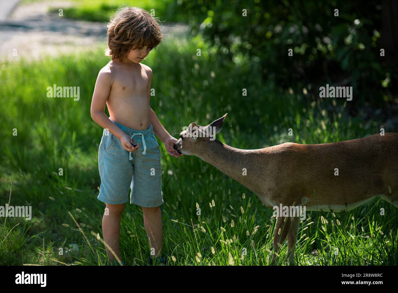 Child feeding fawn deer outdoor. Pretty boy with baby animal at park ...